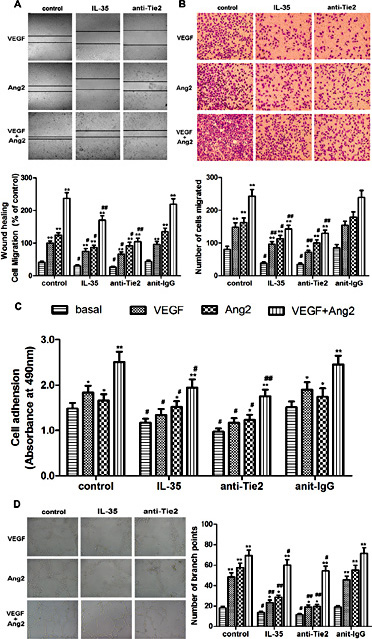IL-35 Inhibits Angiogenesis through VEGF/Ang2/Tie2 Pathway in Rheumatoid Arthritis | Cellular ...