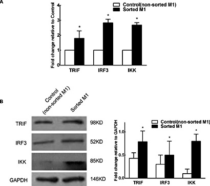 The Role of TLR4 in M1 Macrophage-Induced Epithelial-Mesenchymal ...