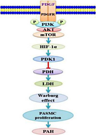 PDGF Promotes the Warburg Effect in Pulmonary Arterial Smooth Muscle ...