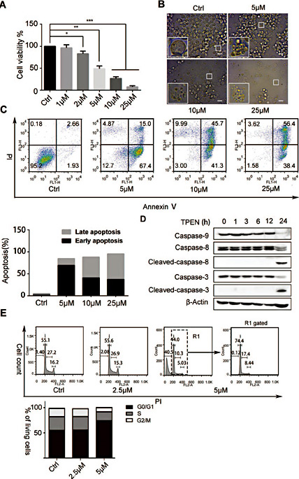 Zinc Depletion by TPEN Induces Apoptosis in Human Acute Promyelocytic ...