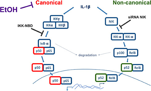 Ethanol Decreases Inflammatory Response in Human Lung Epithelial Cells ...