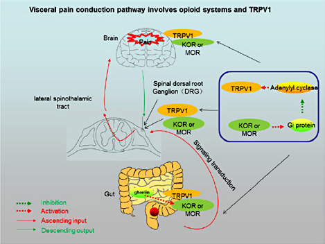 Antinociceptive Effect of Ghrelin in a Rat Model of Irritable Bowel ...