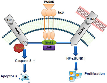 Tumor Necrosis Factor Receptor Mediates Fibroblast Growth Factor ...