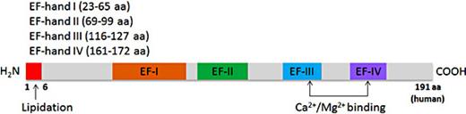 The Emerging Roles of CIB1 in Cancer | Cellular Physiology and ...