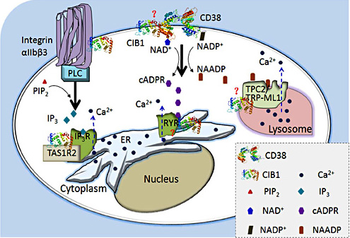 The Emerging Roles of CIB1 in Cancer | Cellular Physiology and ...