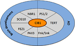 The Emerging Roles of CIB1 in Cancer | Cellular Physiology and ...