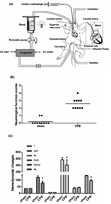 Hydrogen-Rich Saline Attenuates Brain Injury Induced by Cardiopulmonary ...