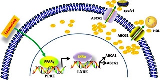 Leonurine Prevents Atherosclerosis Via Promoting the Expression of ...