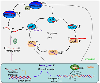 PIWI Proteins and PIWI-Interacting RNA: Emerging Roles in Cancer ...
