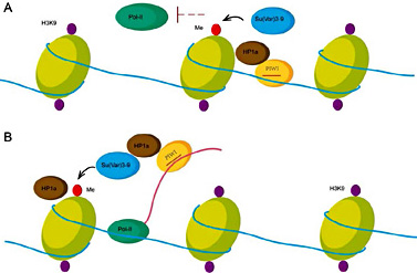 PIWI Proteins and PIWI-Interacting RNA: Emerging Roles in Cancer ...