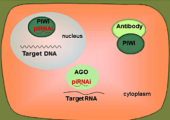 PIWI Proteins and PIWI-Interacting RNA: Emerging Roles in Cancer ...