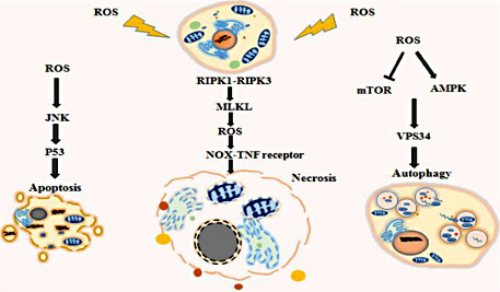 Antioxidants Maintain Cellular Redox Homeostasis by Elimination of ...