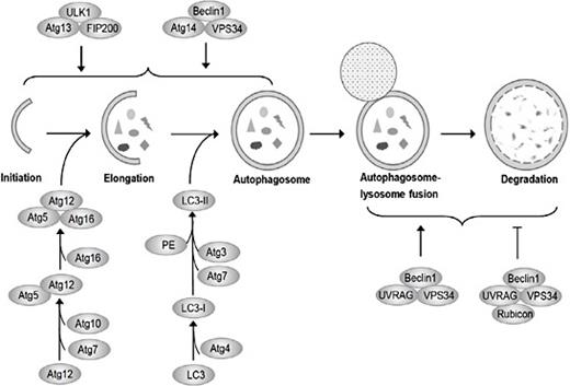 Multiple Roles of Autophagy in the Sorafenib Resistance of ...
