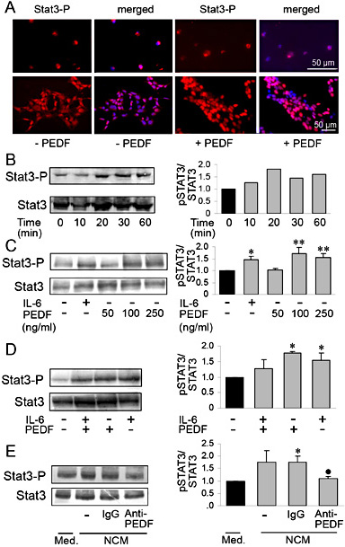 Müller Cell-Derived PEDF Mediates Neuroprotection via STAT3 Activation ...