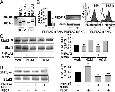 Müller Cell-Derived PEDF Mediates Neuroprotection via STAT3 Activation ...