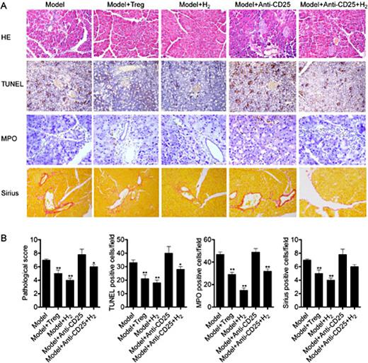 Hydrogen Treatment Protects Mice Against Chronic Pancreatitis by ...