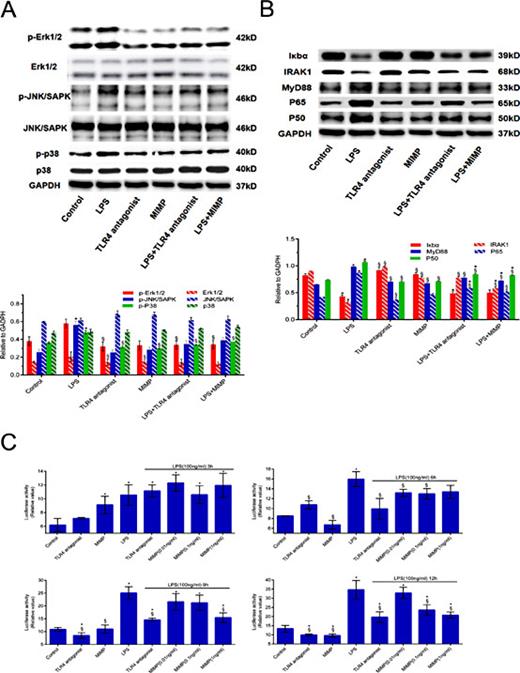 Micro Integral Membrane Protein (MIMP), a Newly Discovered Anti ...