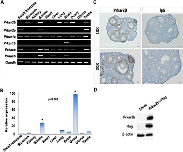 Knockdown of PRKAR2B Results in the Failure of Oocyte Maturation ...