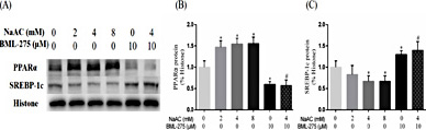 Acetic Acid Influences BRL-3A Cell Lipid Metabolism via the AMPK ...