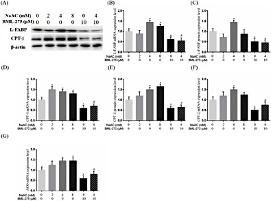Acetic Acid Influences BRL-3A Cell Lipid Metabolism via the AMPK ...