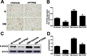Overexpression of PTPN2 in Visceral Adipose Tissue Ameliorated ...