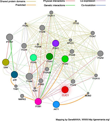 CLIC1 Promotes the Progression of Gastric Cancer by Regulating the MAPK ...