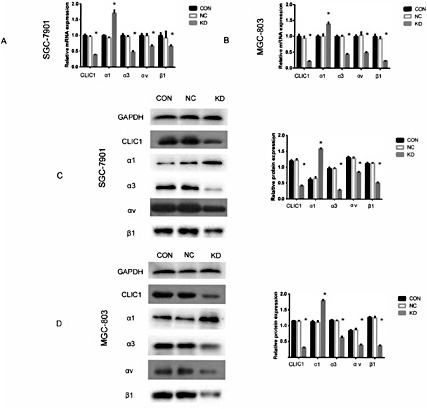 CLIC1 Promotes the Progression of Gastric Cancer by Regulating the MAPK ...