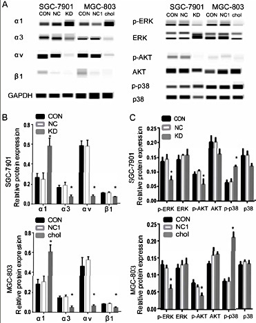 CLIC1 Promotes the Progression of Gastric Cancer by Regulating the MAPK ...
