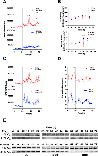 Metabolic Plasticity Enables Circadian Adaptation to Acute Hypoxia in ...