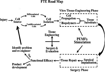 Underlying Signaling Pathways and Therapeutic Applications of Pulsed ...