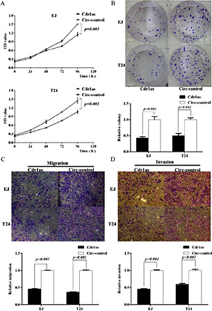 CircRNA-Cdr1as Exerts Anti-Oncogenic Functions in Bladder Cancer by ...