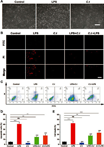 Clostridium Tyrobutyricum Protect Intestinal Barrier Function from LPS ...