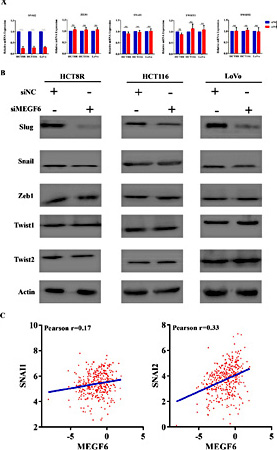 MEGF6 Promotes the Epithelial-to-Mesenchymal Transition via the TGFβ ...