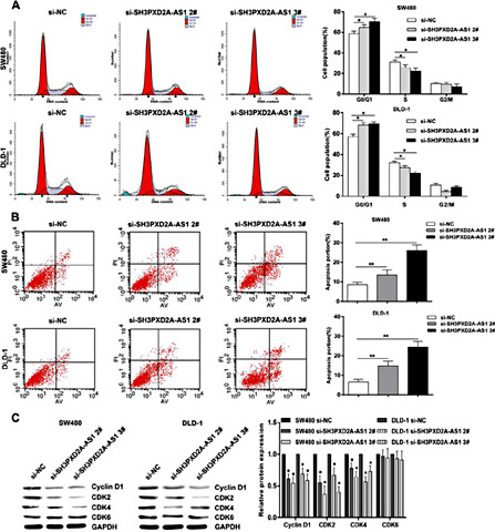 Long Non-Coding RNA SH3PXD2A-AS1 Promotes Cell Progression Partly ...