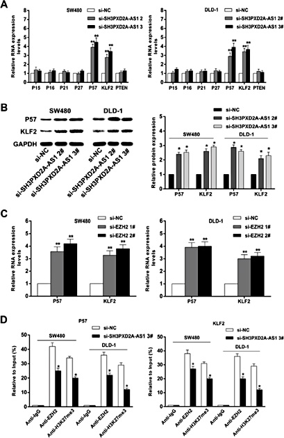 Long Non-Coding RNA SH3PXD2A-AS1 Promotes Cell Progression Partly ...