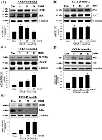 The CCL5/CCR5 Axis Promotes Vascular Smooth Muscle Cell Proliferation ...