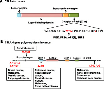 Evolving Roles for Targeting CTLA-4 in Cancer Immunotherapy | Cellular ...