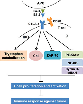 Evolving Roles for Targeting CTLA-4 in Cancer Immunotherapy | Cellular ...