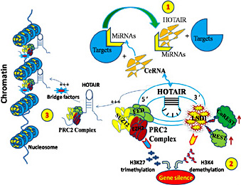 HOTAIR: An Oncogenic Long Non-Coding RNA in Human Cancer | Cellular Physiology and Biochemistry ...