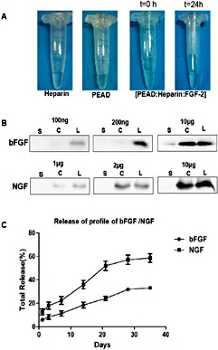 Dual Delivery of bFGF- and NGF-Binding Coacervate Confers ...