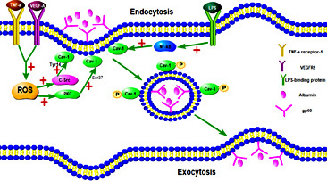 A New Pathogenesis of Albuminuria: Role of Transcytosis | Cellular ...