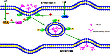 A New Pathogenesis of Albuminuria: Role of Transcytosis | Cellular ...