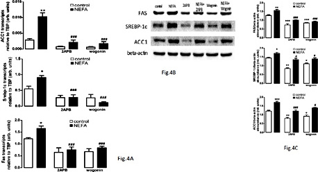 NEFA-Sensitive Orai1 Expression in Regulation of De Novo Lipogenesis ...