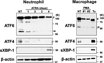 Mitochondrial Activity and Unfolded Protein Response are Required for ...