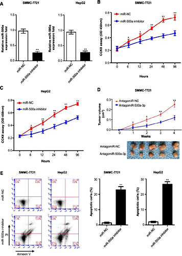 MicroRNA-500a Promotes the Progression of Hepatocellular Carcinoma by ...