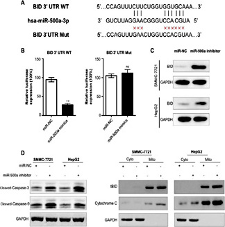 MicroRNA-500a Promotes the Progression of Hepatocellular Carcinoma by ...