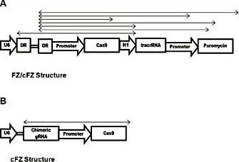 Optimized Plasmid Construction Strategy for Cas9 | Cellular Physiology ...