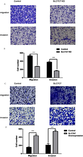 Function of SLC7A7 in T-Cell Acute Lymphoblastic Leukemia | Cellular ...