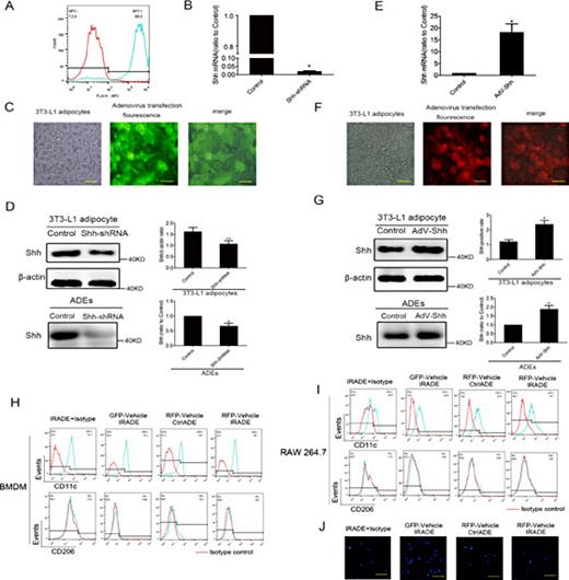 Adipocyte-Derived Exosomes Carrying Sonic Hedgehog Mediate M1 ...