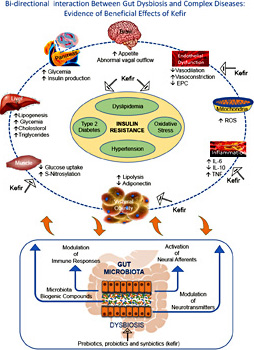 Mechanisms of Action of Kefir in Chronic Cardiovascular and Metabolic ...